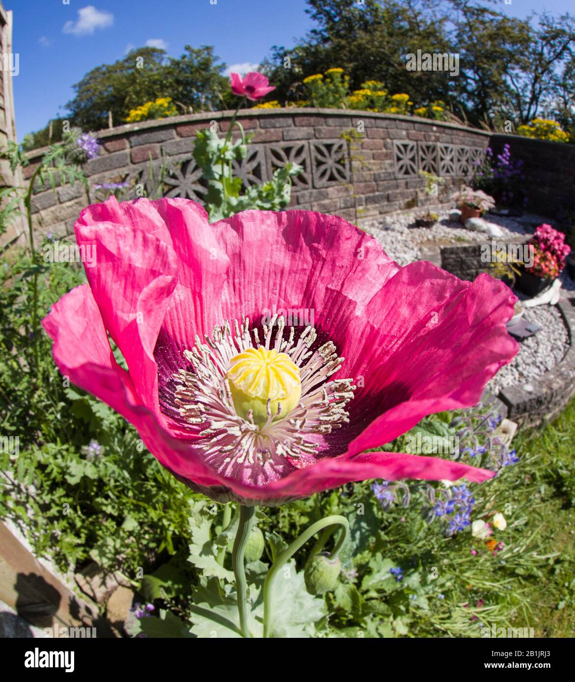 Close up macro photograph of a Poppy Stock Photo - Alamy