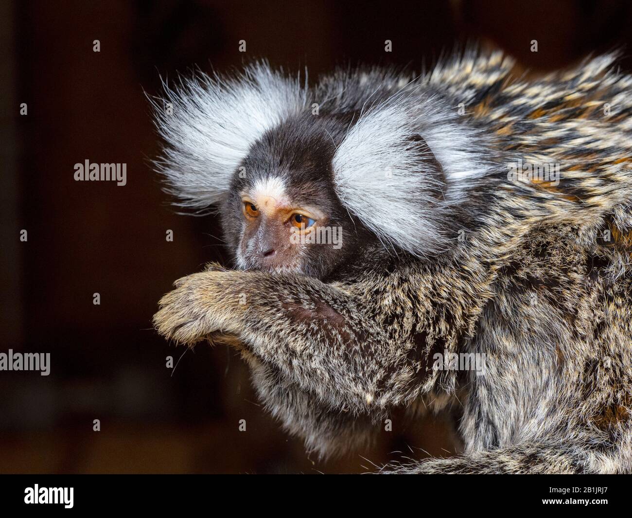 Common marmoset Callithrix jacchus CAPTIVE Stock Photo - Alamy