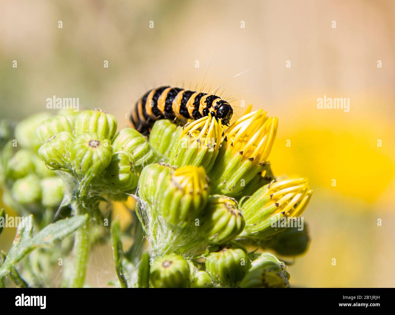 Close up macro photograph of a Caterpillar Stock Photo - Alamy