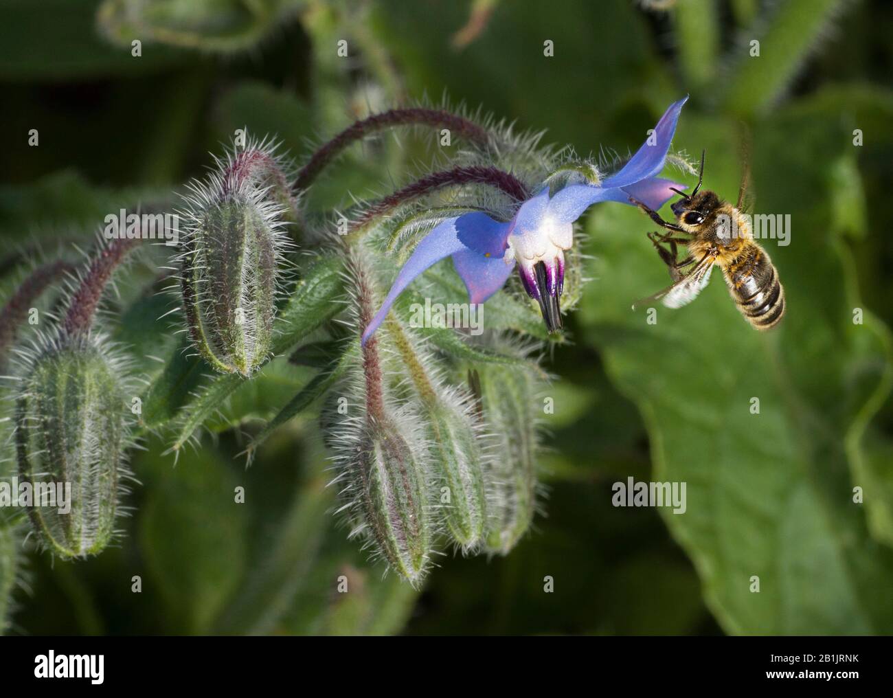 Work hard as a bee hi-res stock photography and images - Alamy