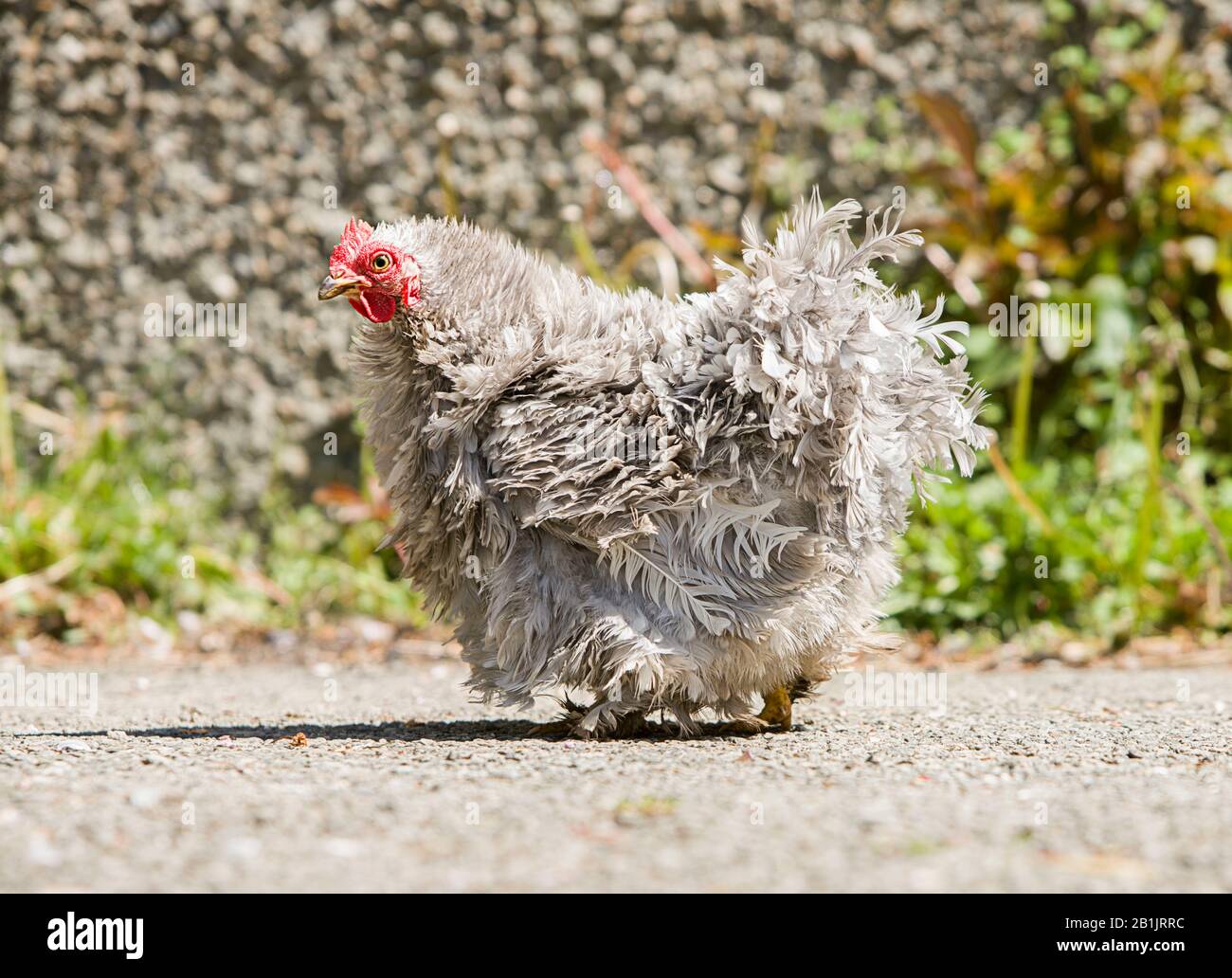 Grey Rooster