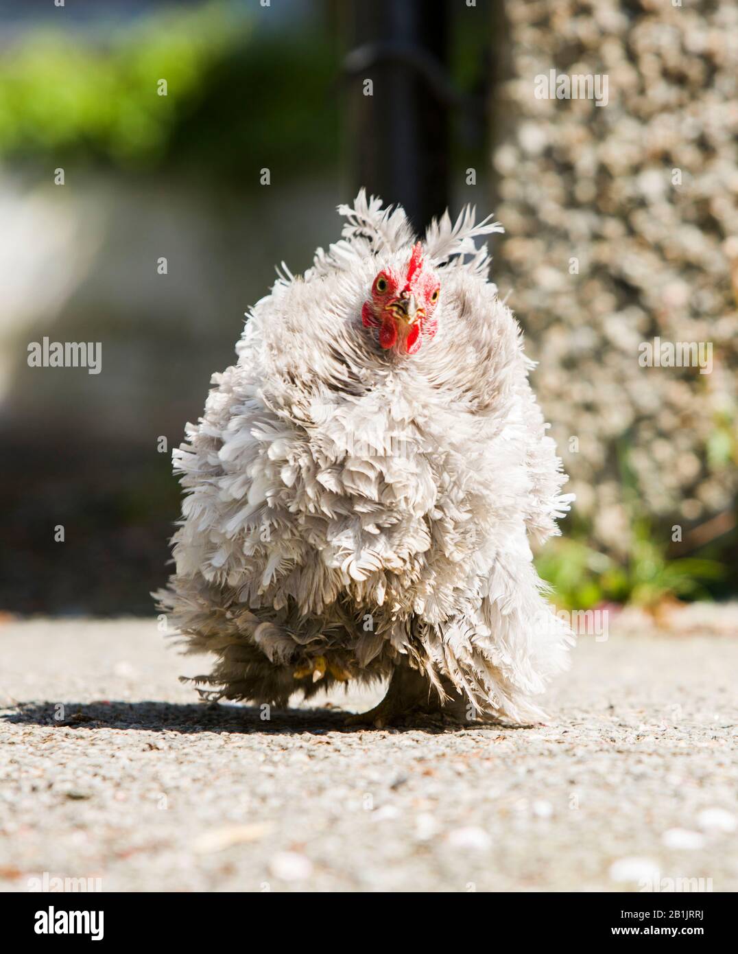 Grey chicken hi-res stock photography and images - Alamy