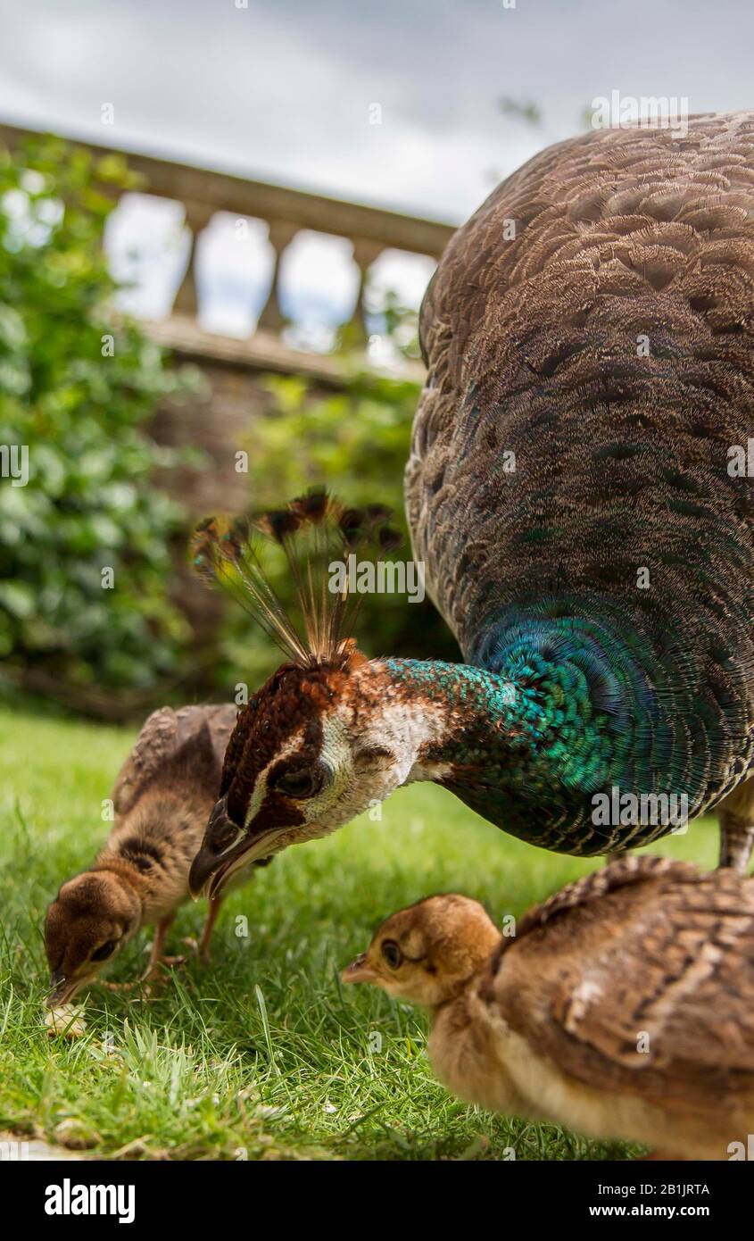 Cute peacock chicks hi-res stock photography and images - Alamy