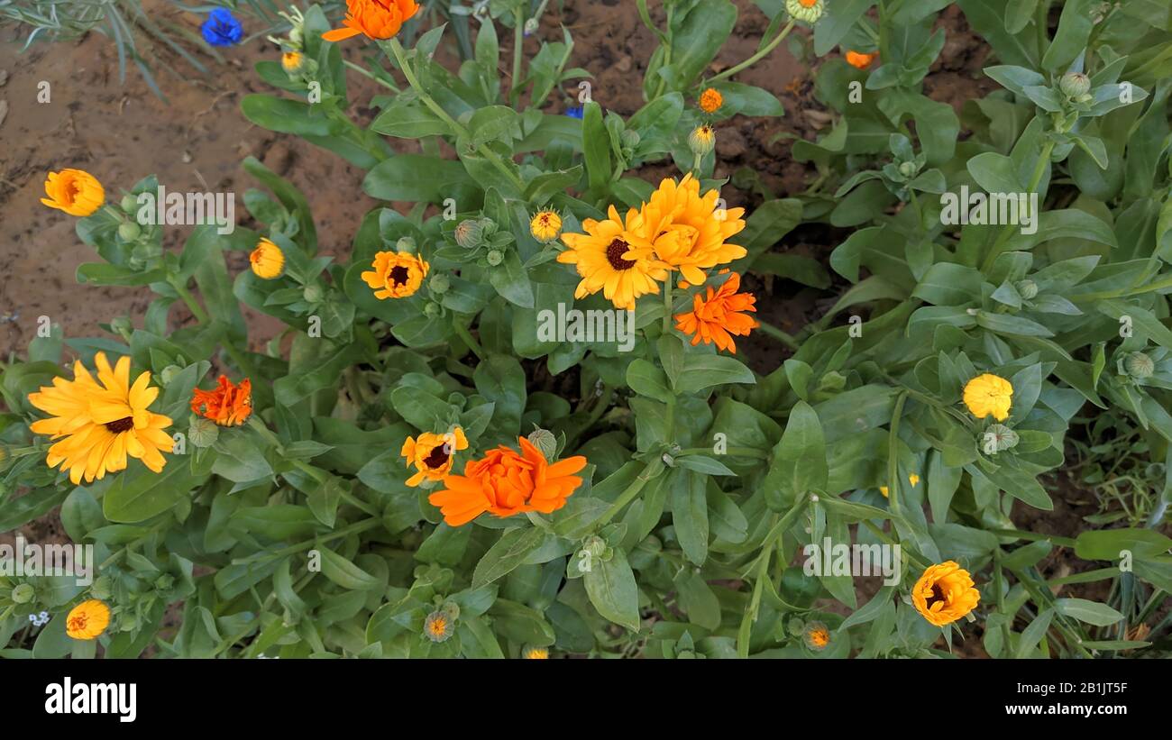 Beautiful garden with Nasturtium colorful flowers Stock Photo - Alamy