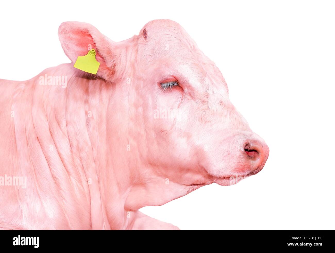 Bull portrait isolated on white. Beautiful big pink bull portrait close ...