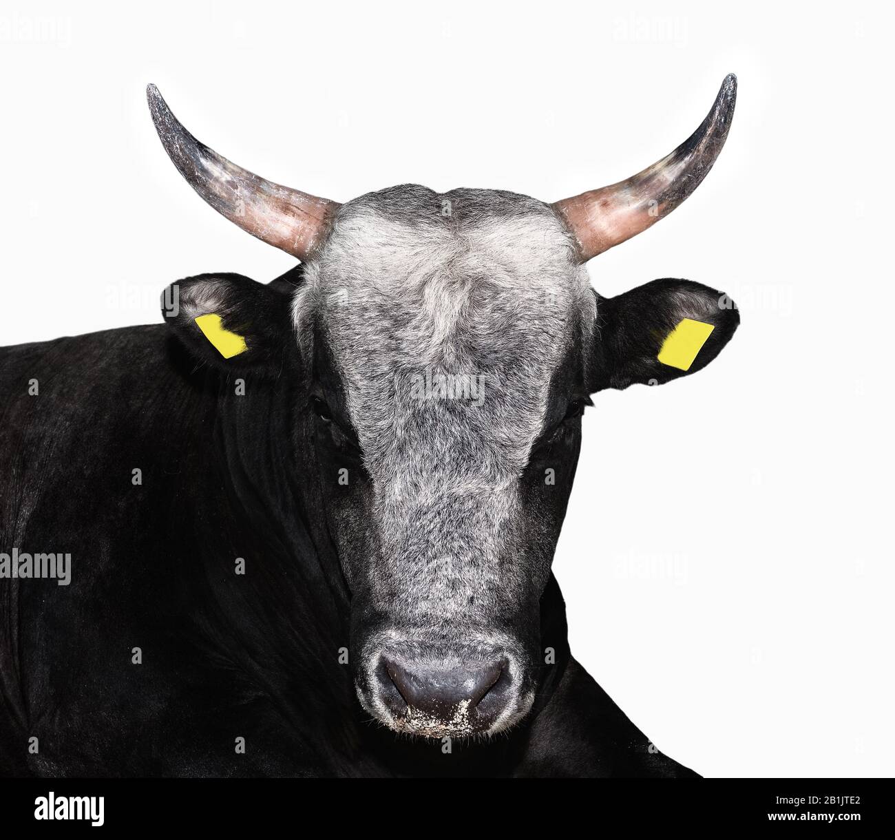 Bull isolated on white. Beautiful big brown bull portrait close up ...