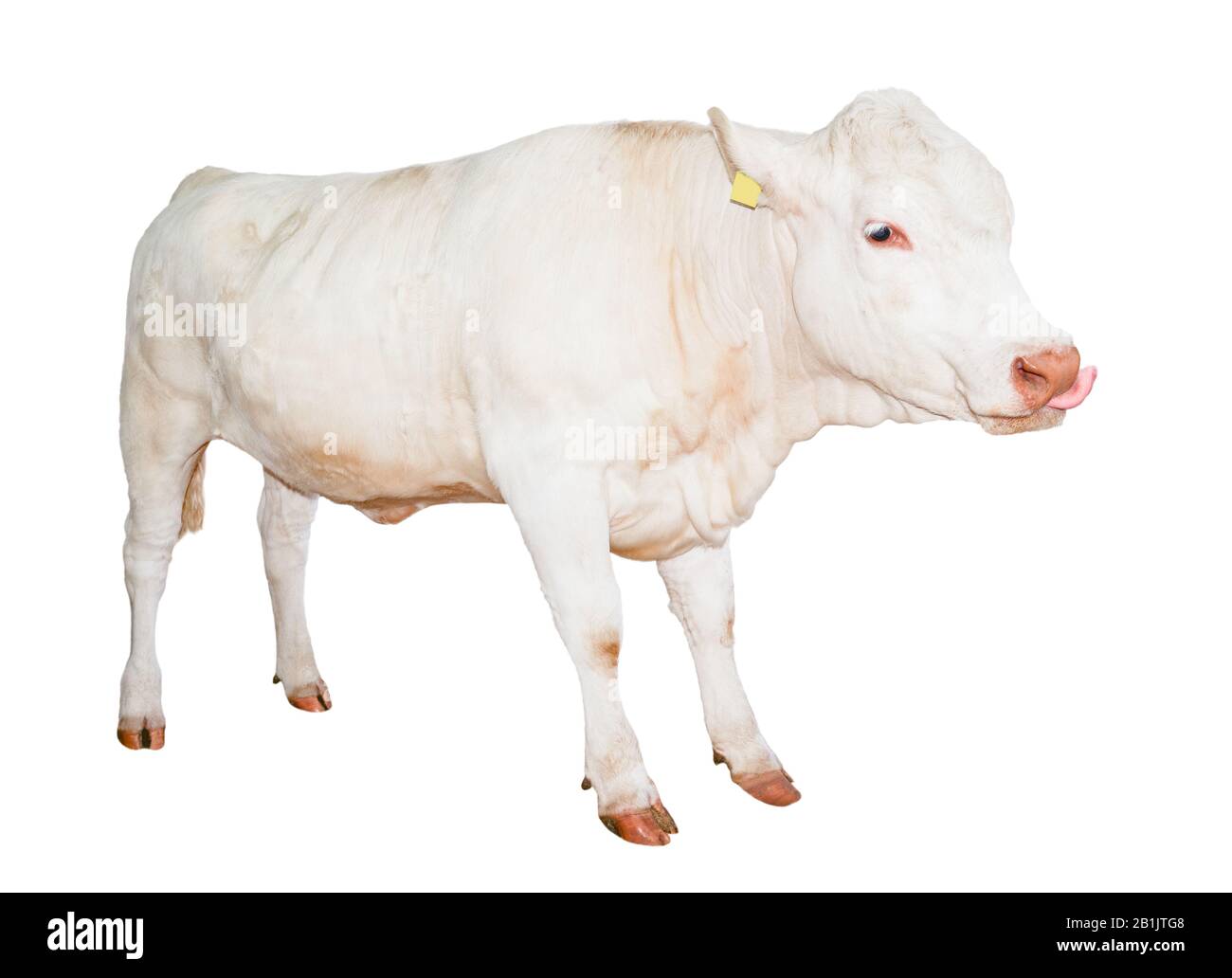 Beautiful young white bull isolated on white background. Bull full ...