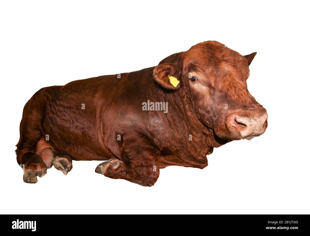 Brown bull lying isolated on a white background. Big brown funny bull ...