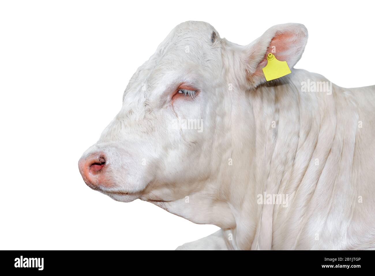 Bull isolated on white. Beautiful big white bull portrait close up ...