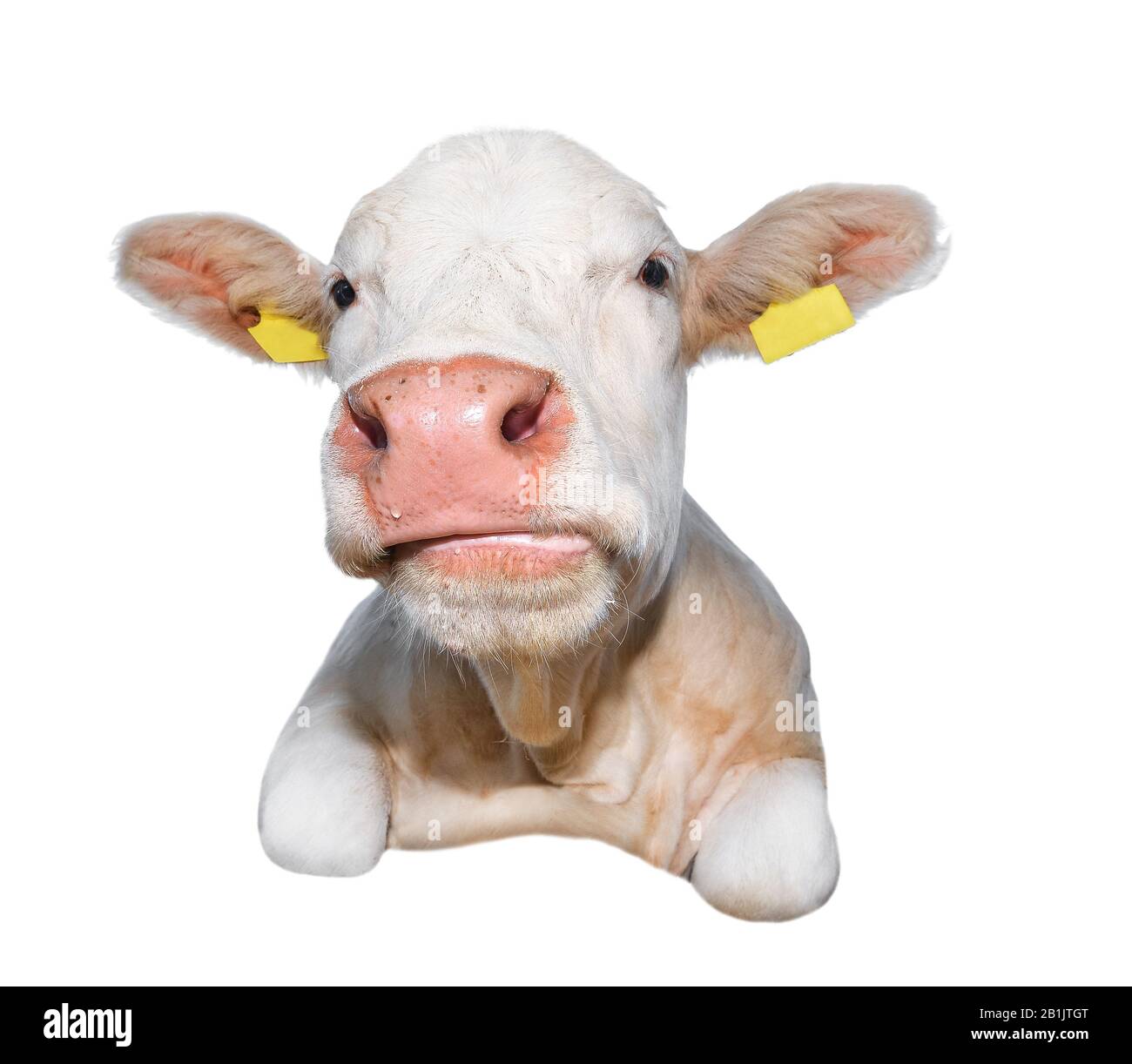 White bull lying with large muzzle isolated on a white background. Big ...