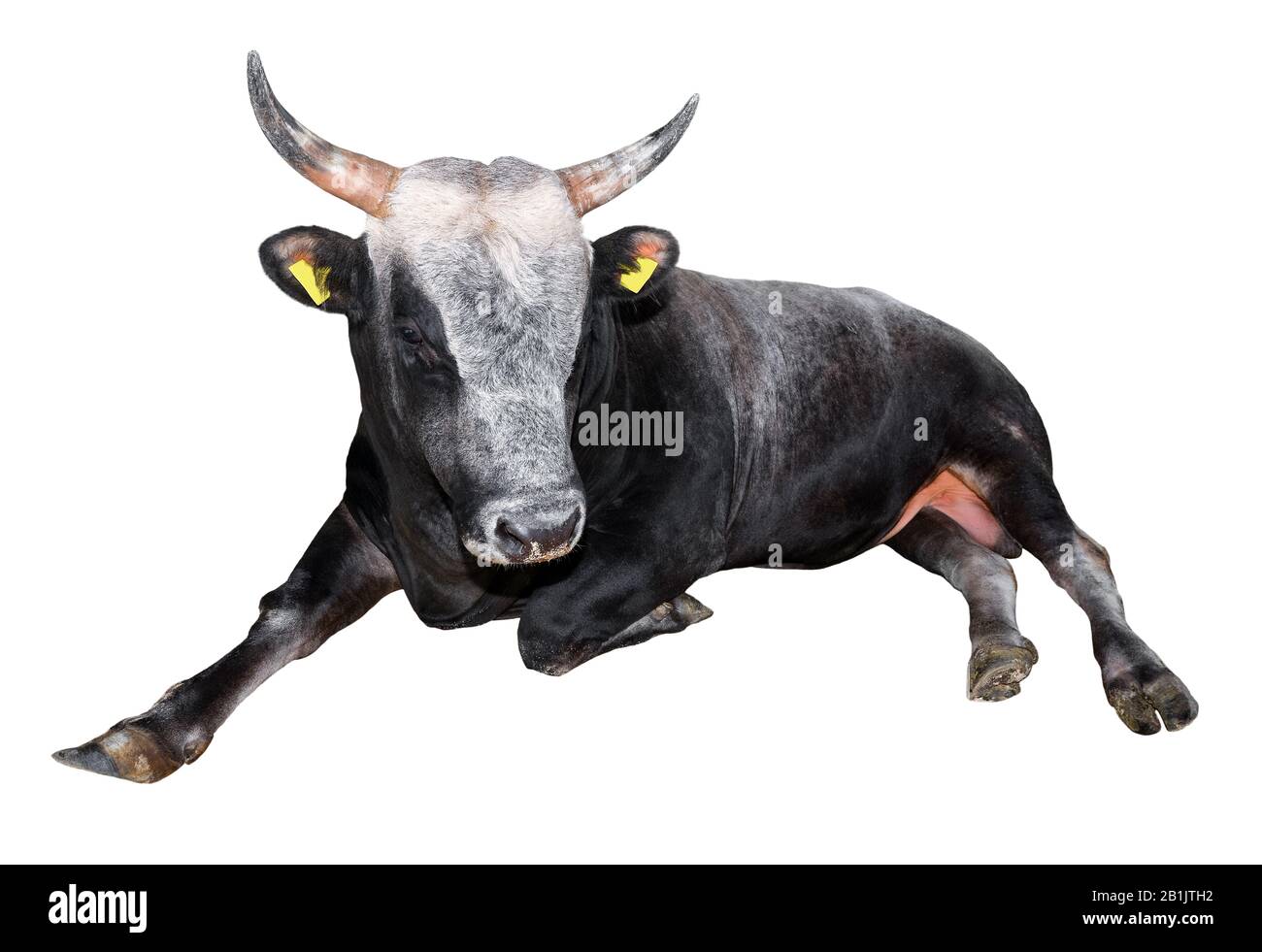 Big udder Cut Out Stock Images & Pictures - Alamy