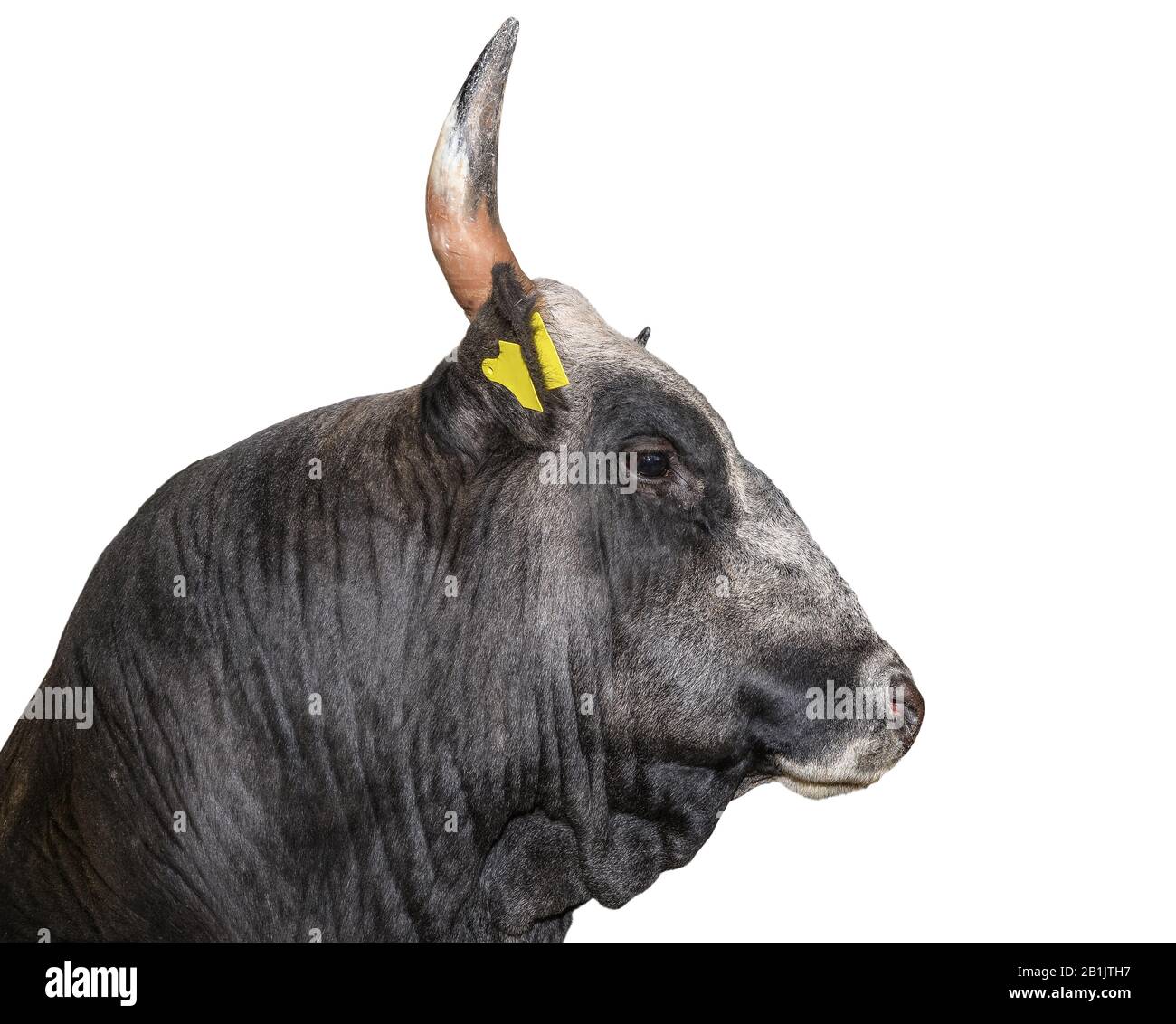 Bull isolated on white. Beautiful big bull portrait close up. Farm ...