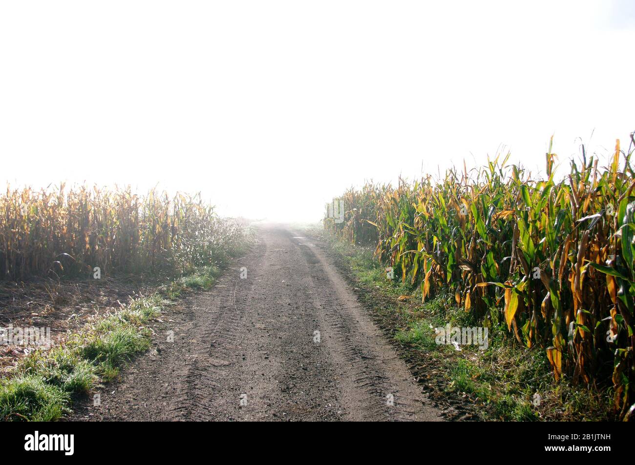 Corn field path fork hi-res stock photography and images - Alamy
