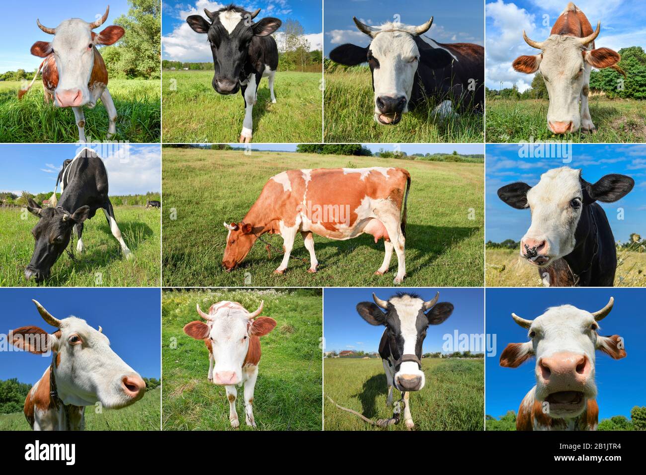 Collage of grazing cows and cattles on the field. Farm animals concept ...