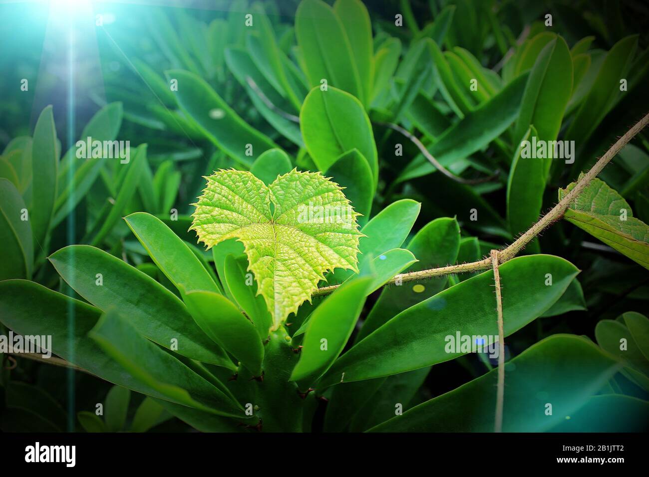 a beam of light illuminates the leaf Stock Photo - Alamy