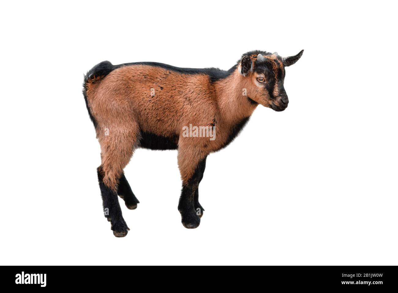 Brown kid Goat standing full length isolated on white. Funny female ...