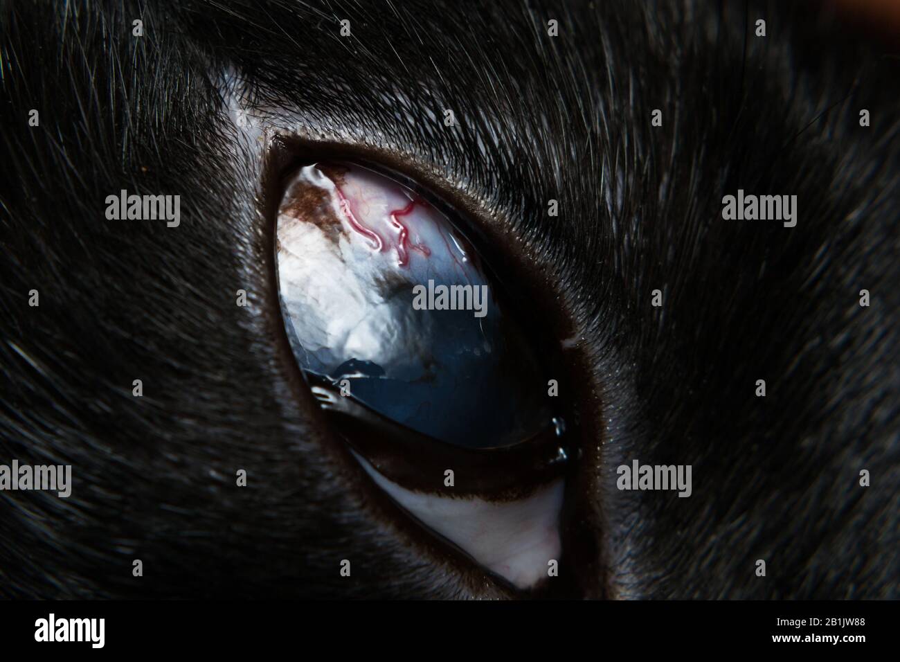 Cat corneal ulcer hi-res stock photography and images - Alamy