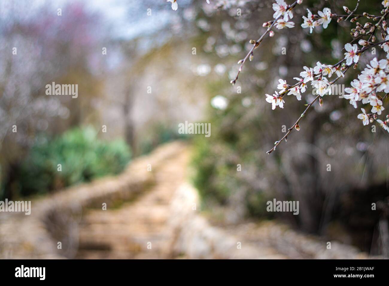 Branches of the almond tree, with winter flowers in white and yellow ...