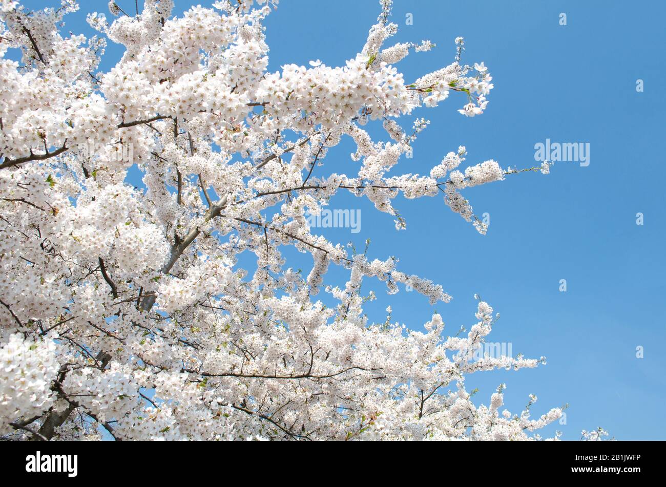 Spring season wallpaper hi-res stock photography and images - Alamy