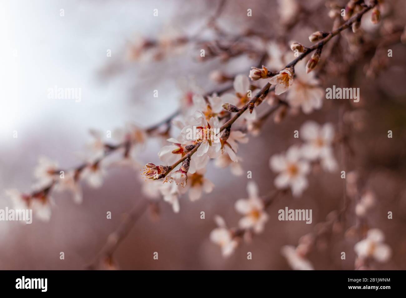 Branches of the almond tree, with winter flowers in white and yellow ...