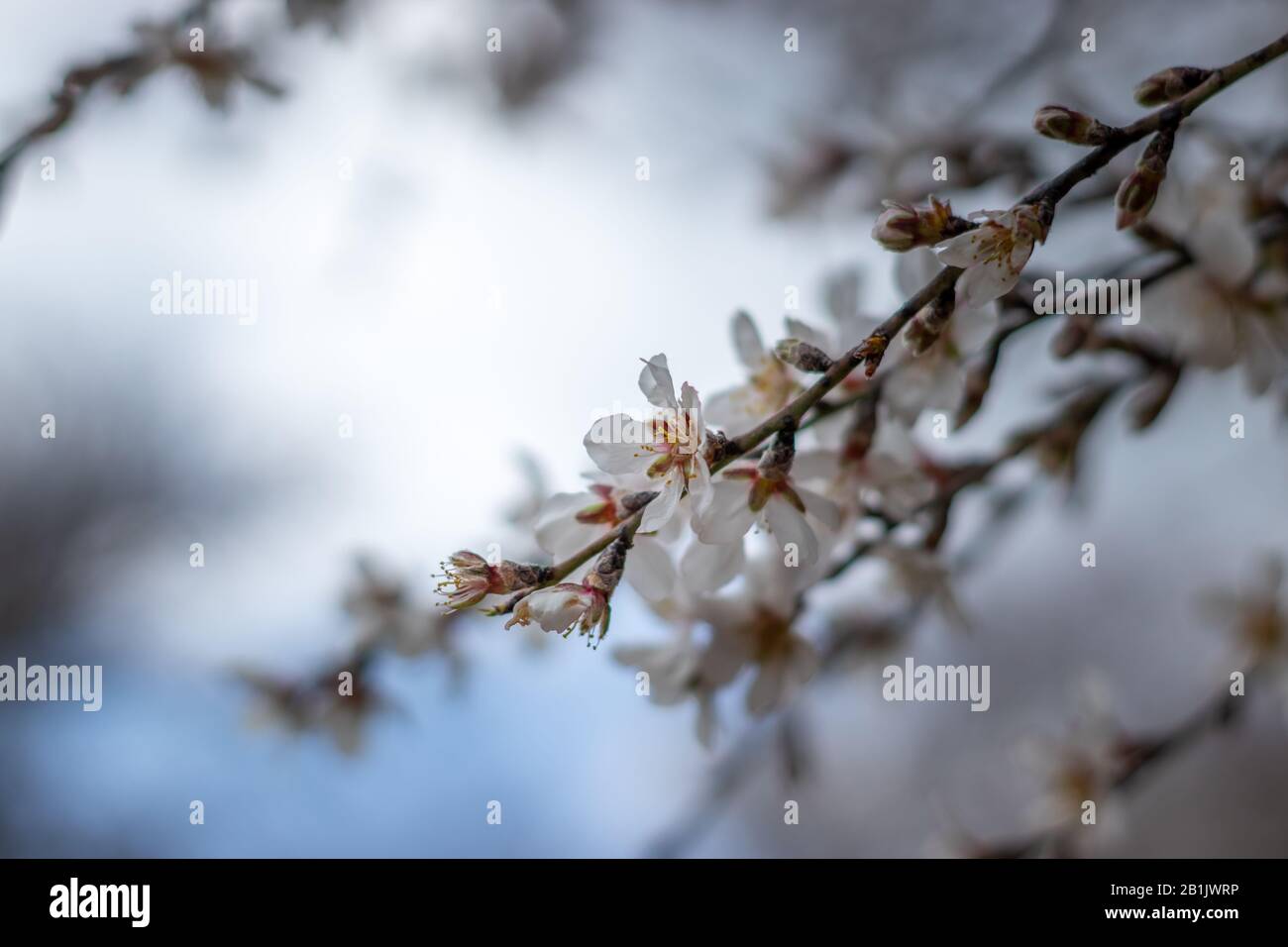 Branches of the almond tree, with winter flowers in white and yellow ...