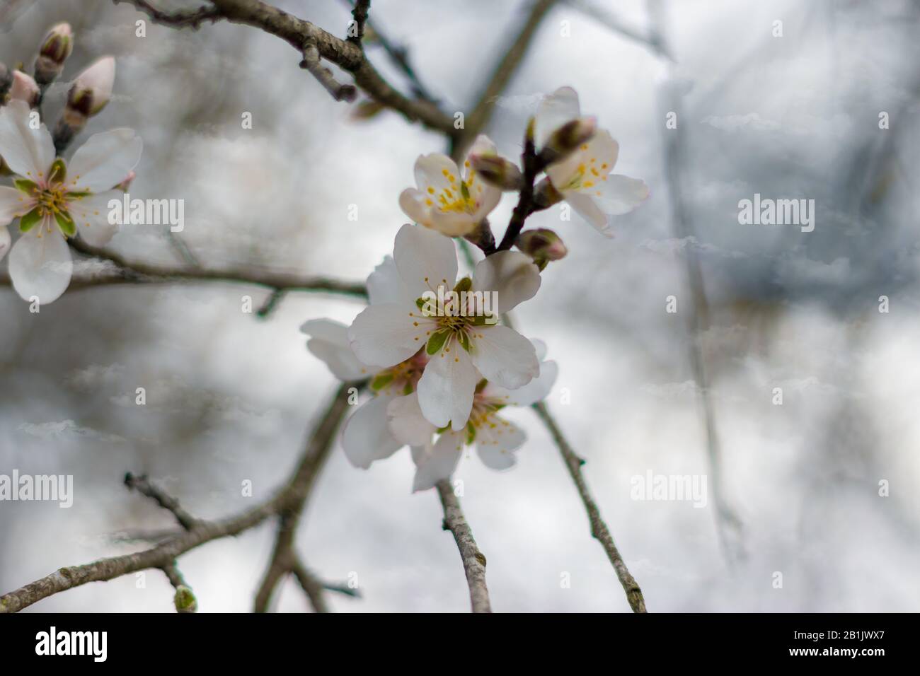 Branches of the almond tree, with winter flowers in white and yellow ...
