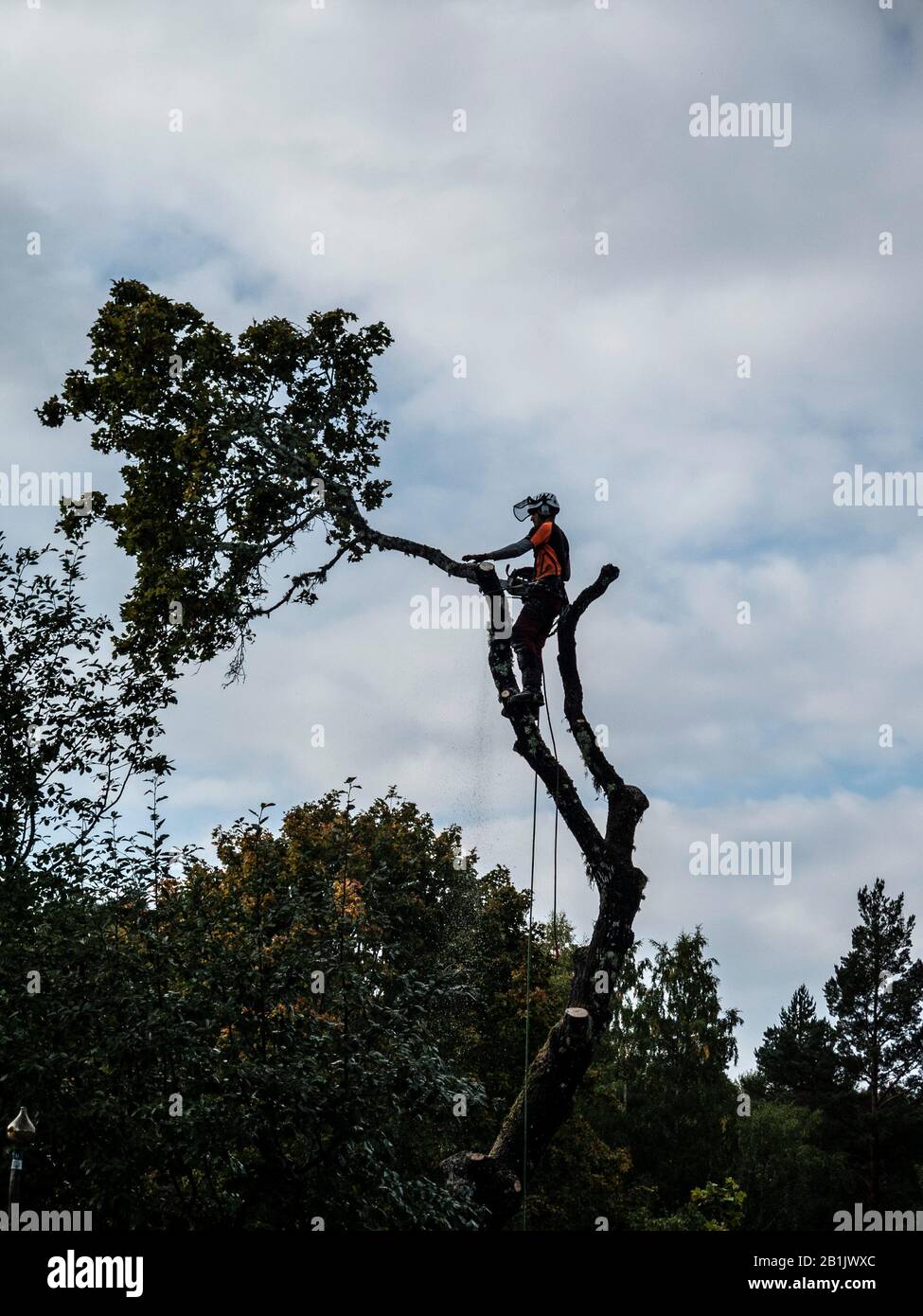 An arborist at work Stock Photo - Alamy