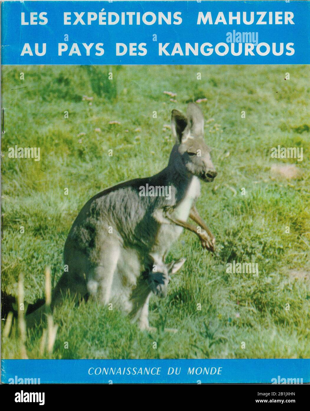 Kangourous hi-res stock photography and images - Alamy