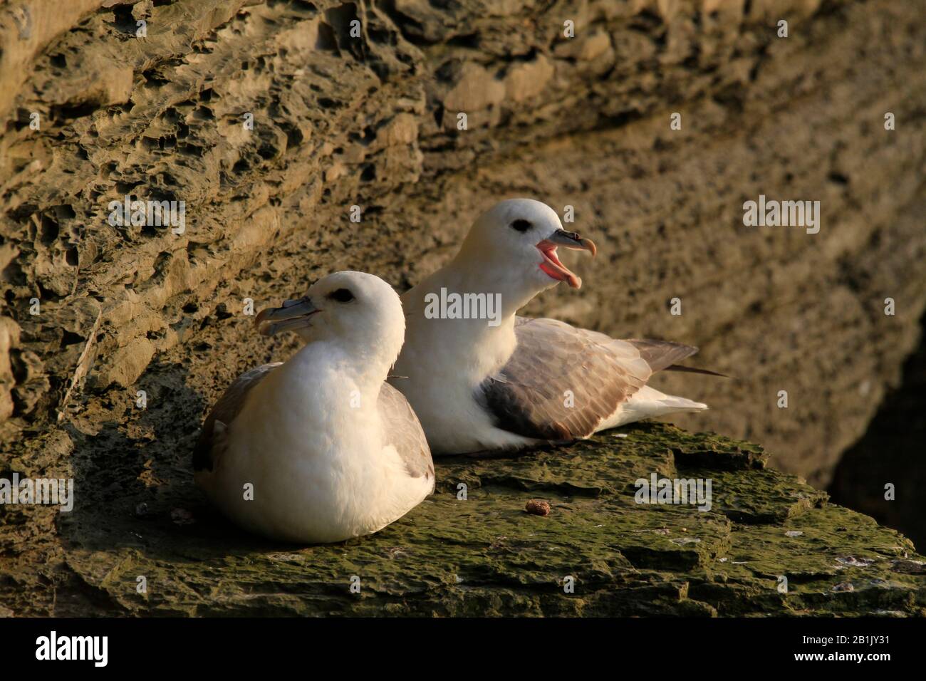 Coastal cliffs british isles hi-res stock photography and images - Alamy