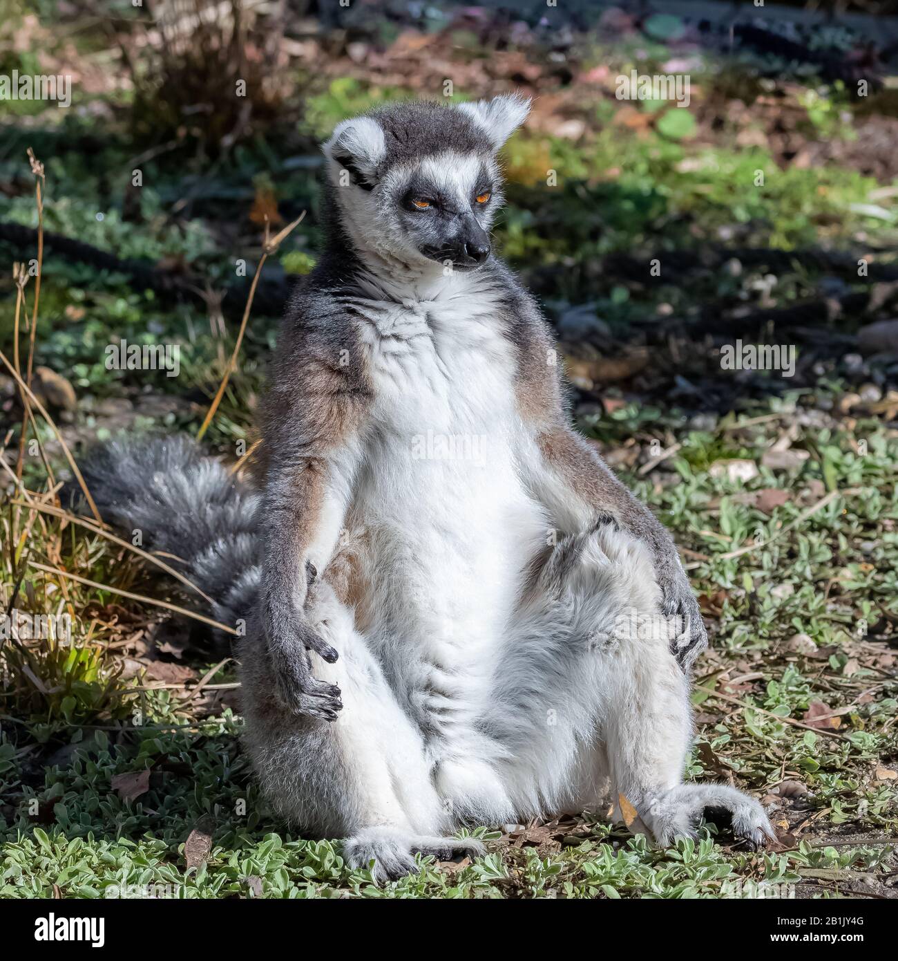 Portrait of a lemur sitting in the grass Stock Photo - Alamy