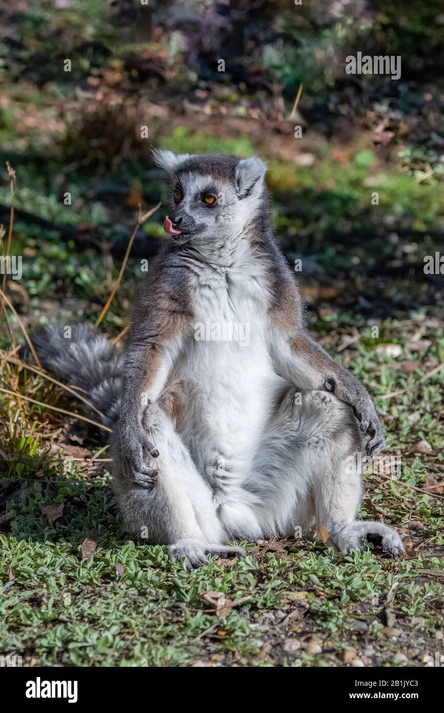 Portrait of a lemur sitting in the grass Stock Photo - Alamy