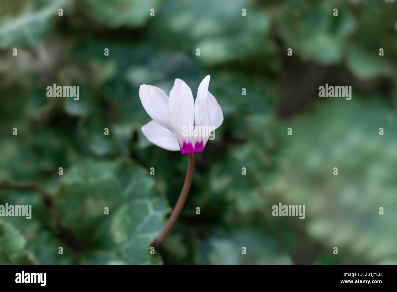 Cyclamen flowers in pink, purple, and white. In early winter bloom, the ...