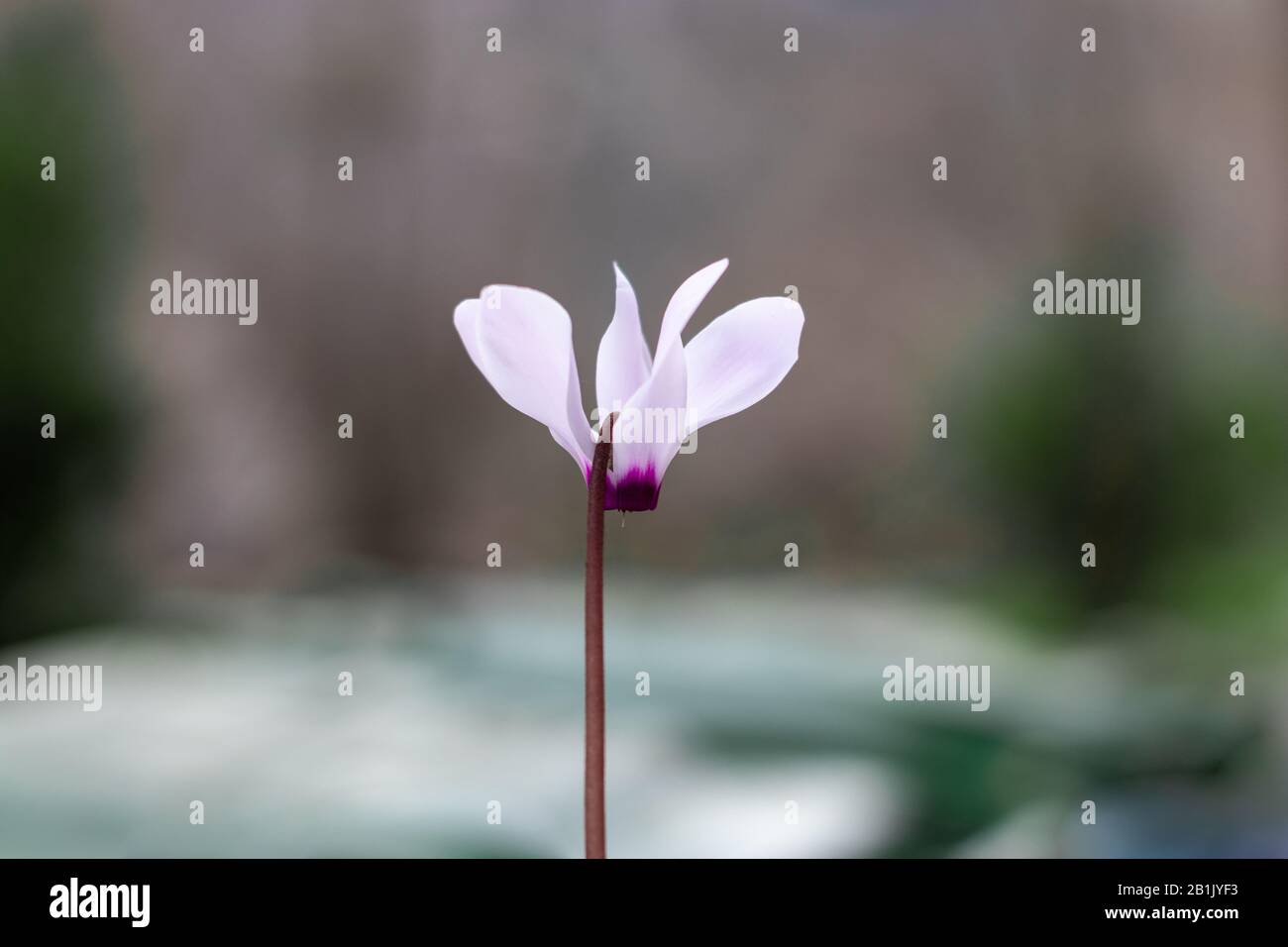 Cyclamen flowers in pink, purple, and white. In early winter bloom, the ...