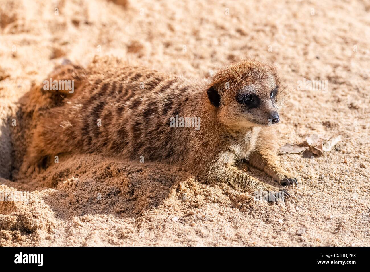 Meerkat, suricate, funny animal lying in a hole in the sand Stock Photo ...