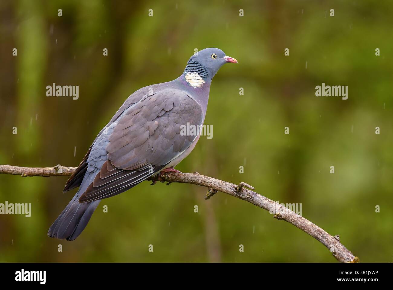 Woodpigeon - Columba palumbus, beautiful colorful pigeon from European ...