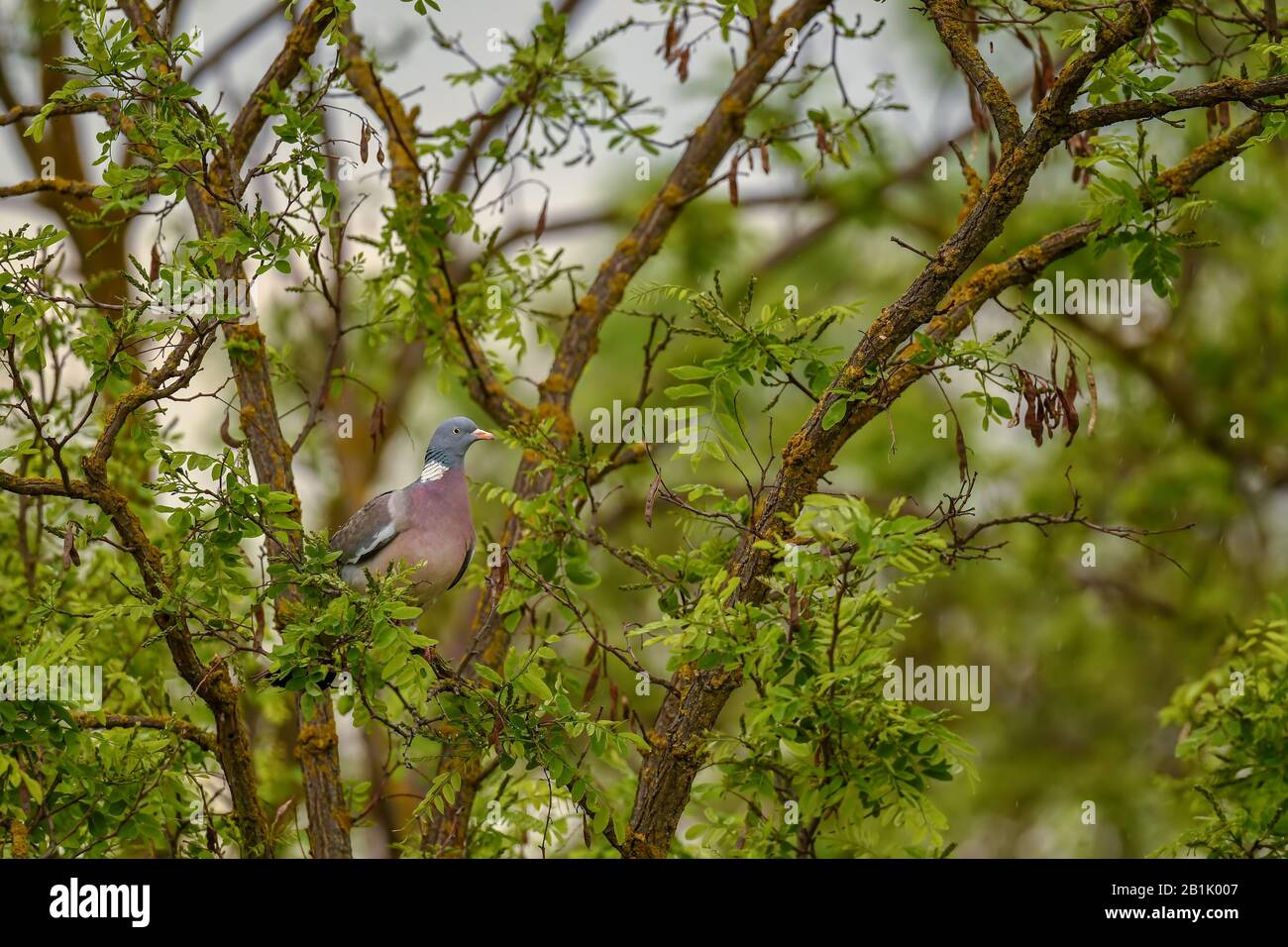 Woodpigeon - Columba palumbus, beautiful colorful pigeon from European ...