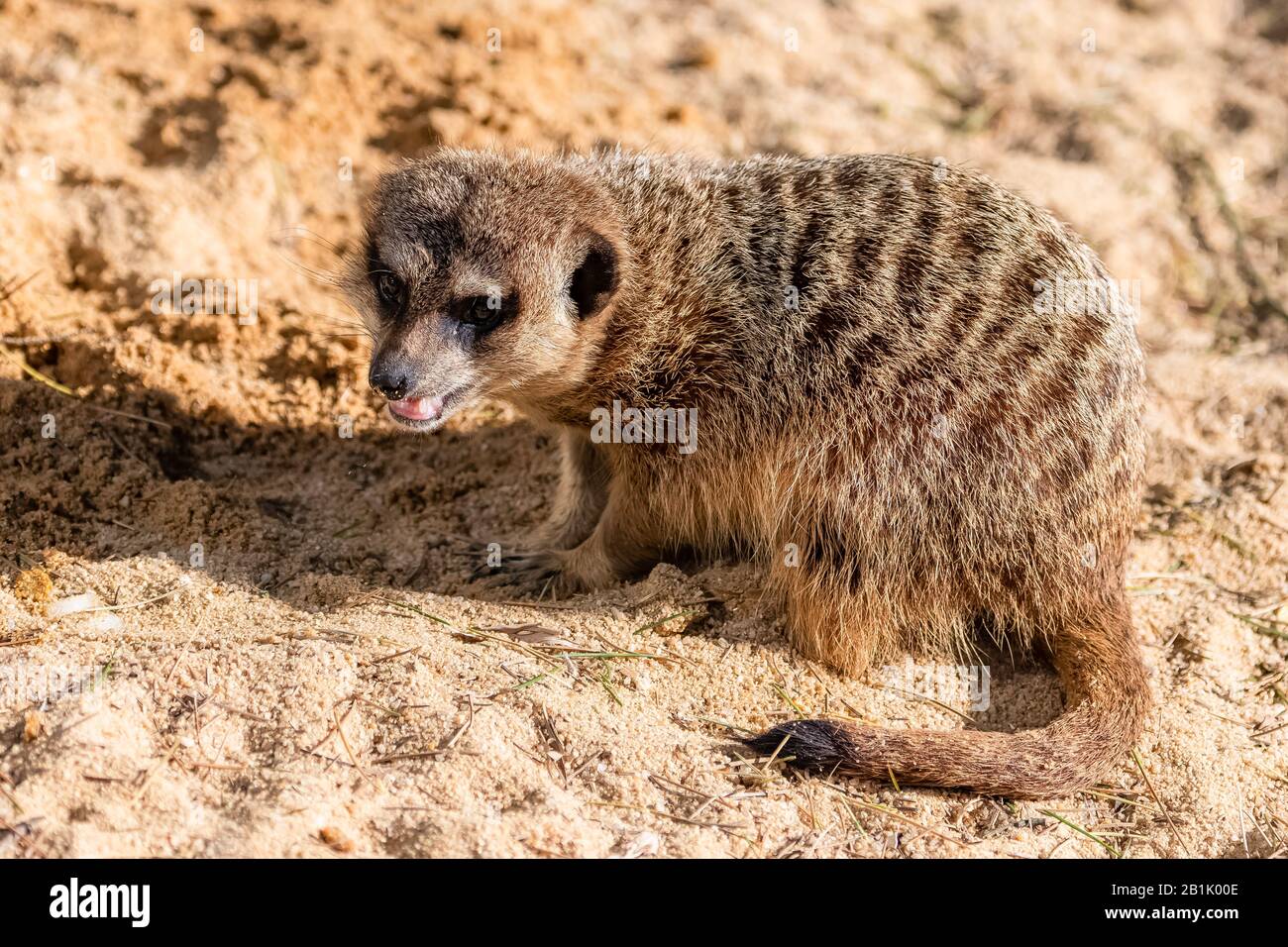 Meerkat, suricate, funny animal lying in a hole in the sand Stock Photo ...