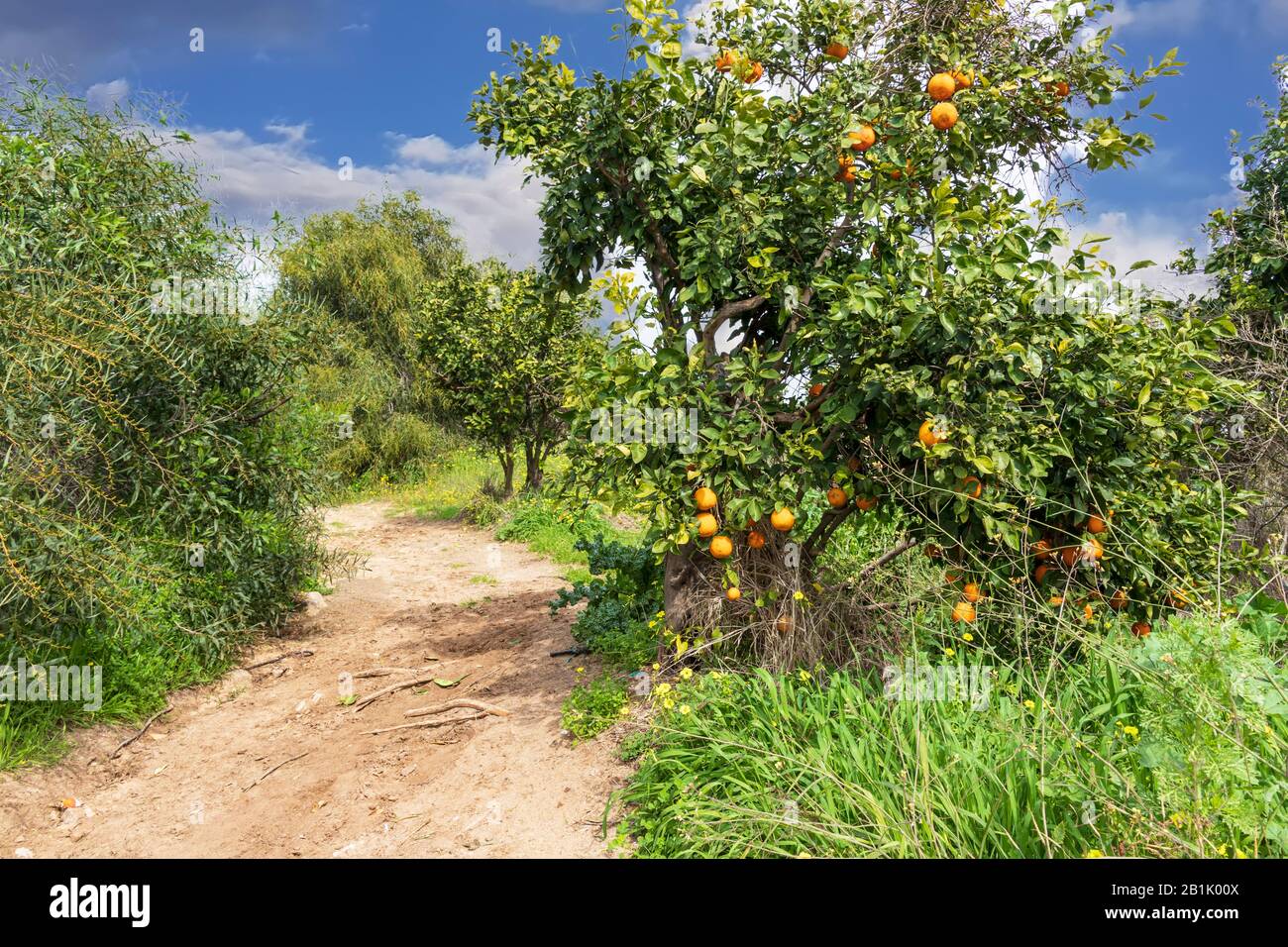 Citrus tree hi-res stock photography and images - Alamy