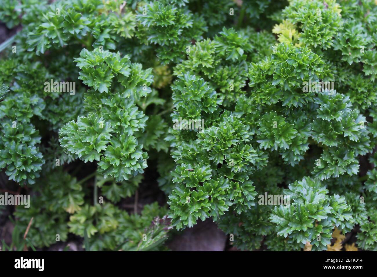 The picture shows parsley field in the garden Stock Photo - Alamy