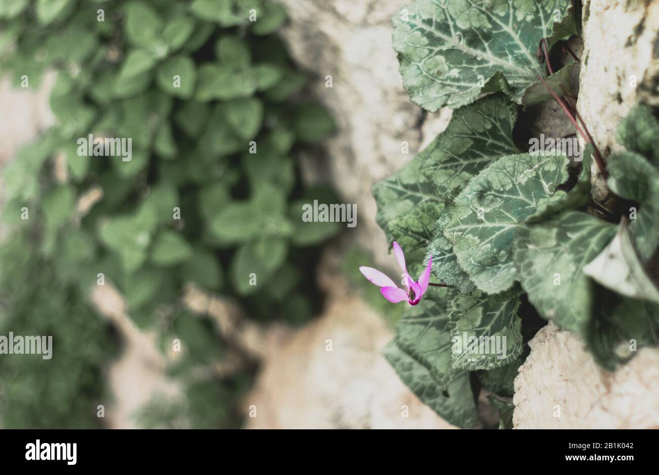 Cyclamen flowers in pink, purple, and white. In early winter bloom, the ...