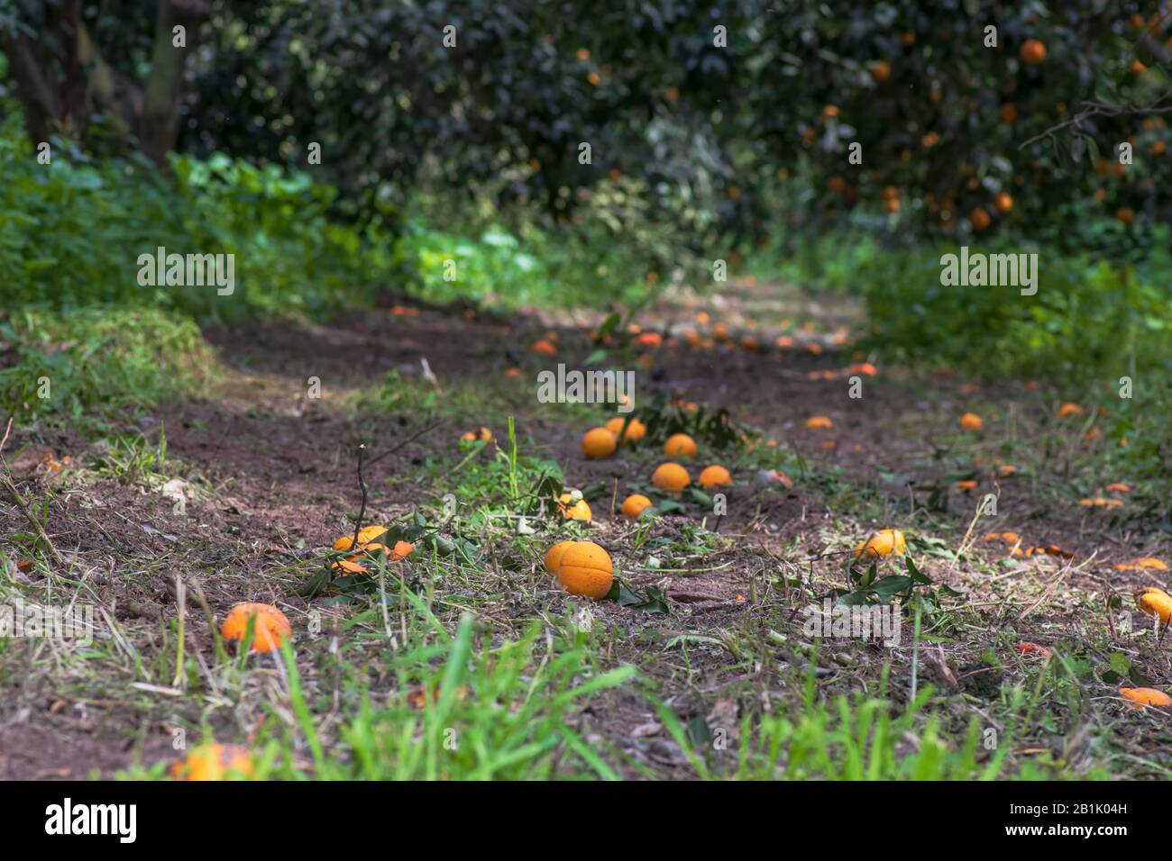 Ripe oranges lying on the ground between rows of trees in a citrus ...