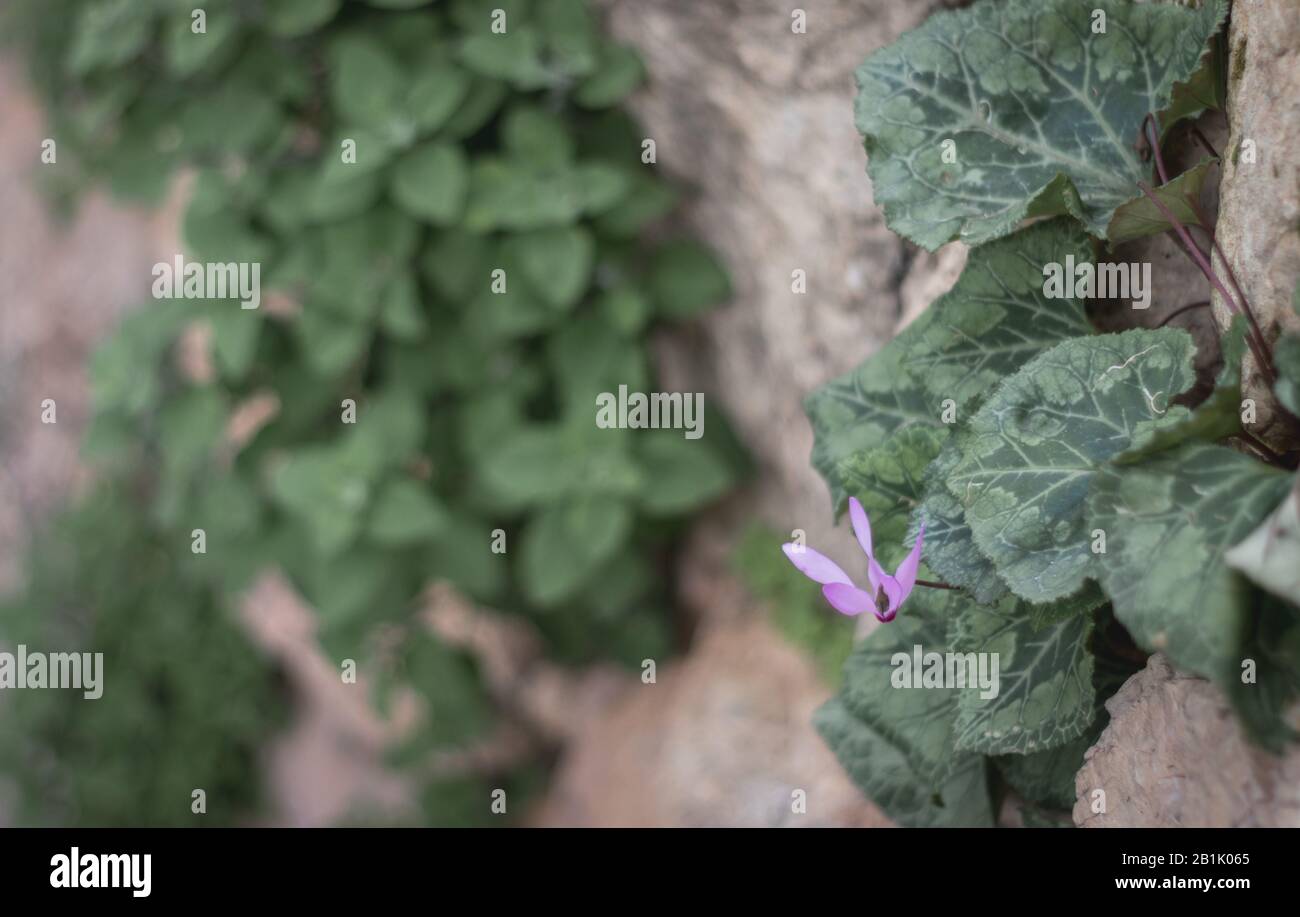 Cyclamen flowers in pink, purple, and white. In early winter bloom, the ...