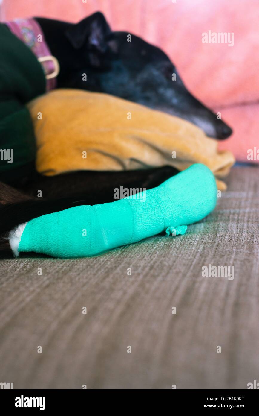 Dog With Bandaged Paw Rests at Home After Veterinary Treatment Stock ...