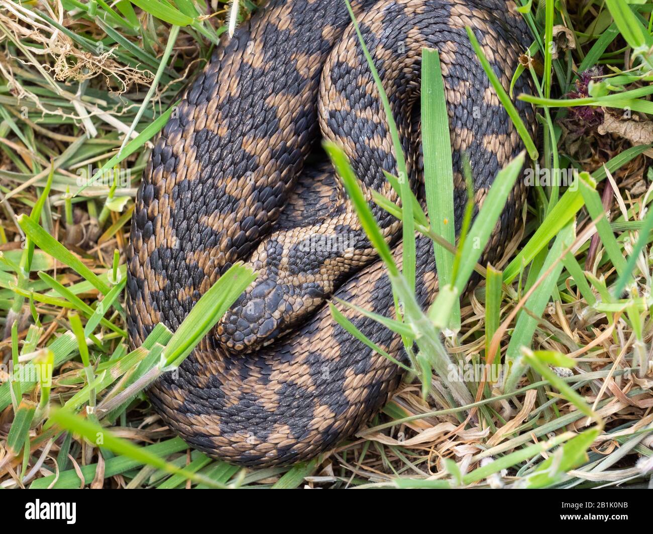 Snake Curled Up Stock Photos & Snake Curled Up Stock Images - Alamy
