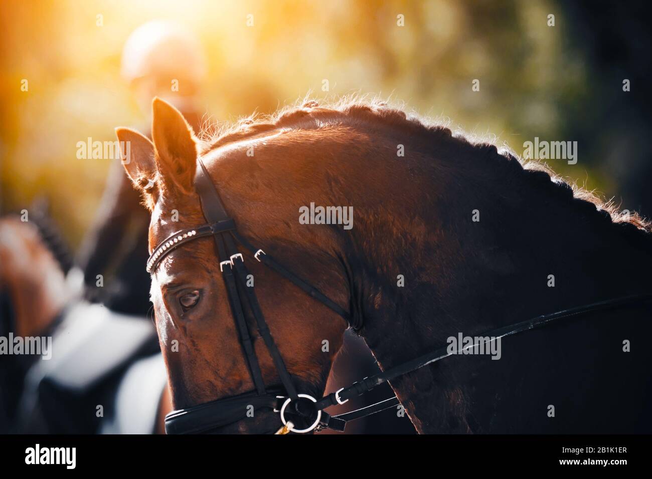 The head of a sorrel horse with a neatly braided mane is illuminated by ...
