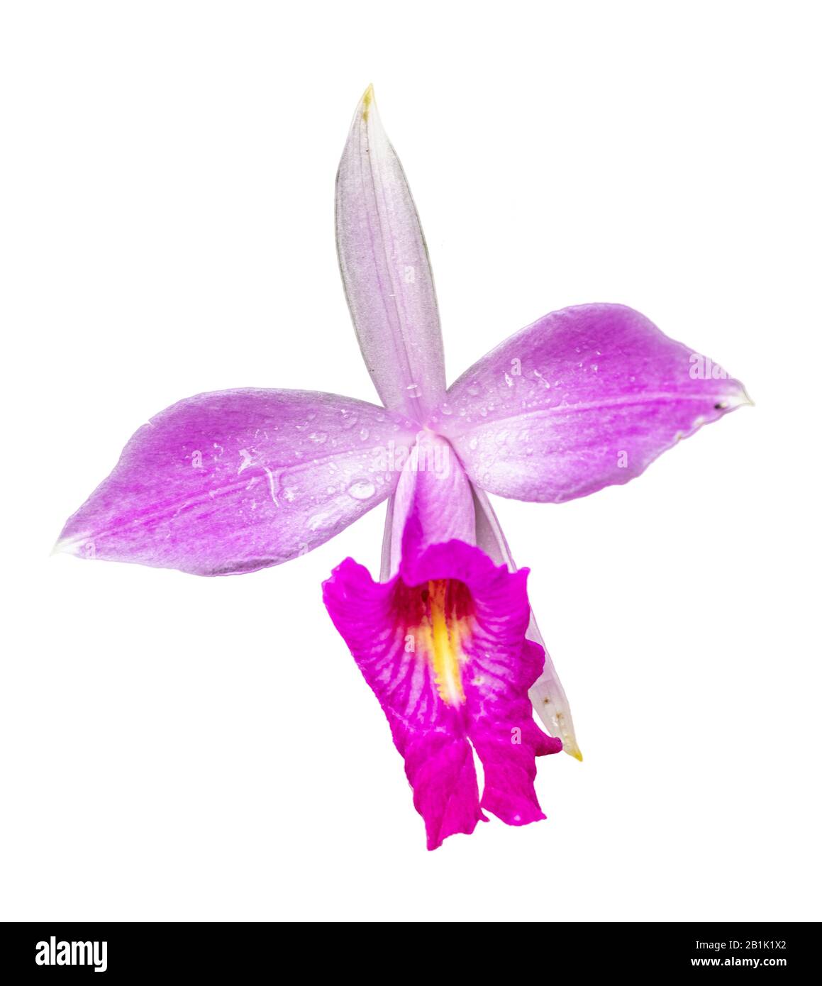 single pink orchid flower isolated on white Stock Photo - Alamy
