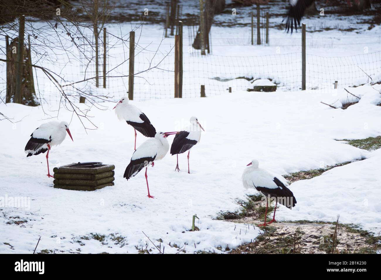 Group of storks sitting outdoors in wintry forest Stock Photo - Alamy