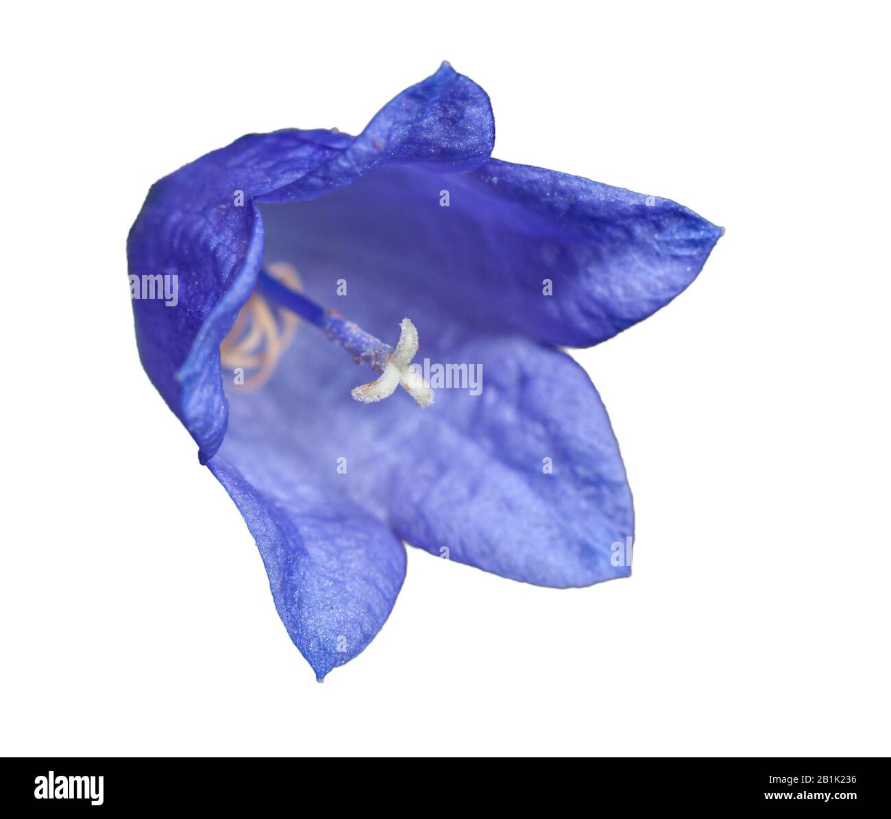 blue bell flower blossom isolated on white Stock Photo - Alamy