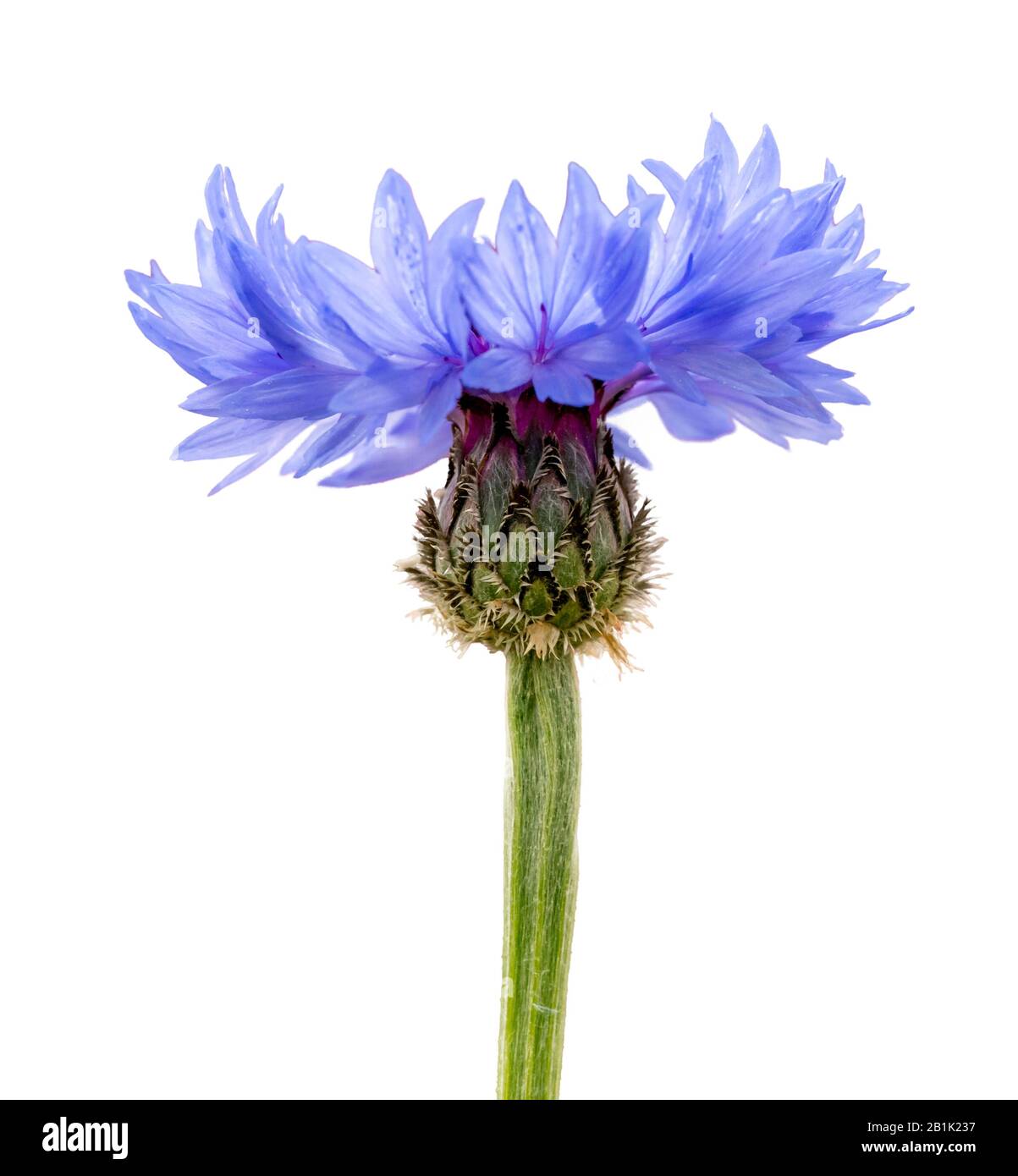 blue cornflower or bachelor's button (Centaurea cyanus segetum) flower ...
