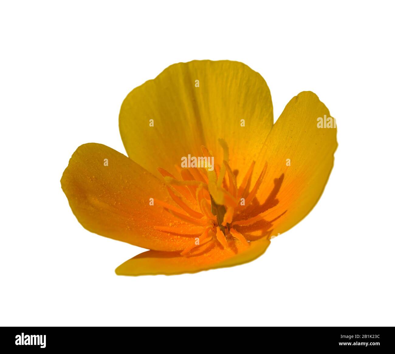 orange California poppy, golden poppy, California sunlight, cup of gold ...